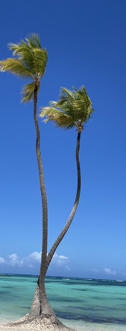 Palmen Foto & Bild | urlaub, himmel, strand Bilder auf fotocommunity