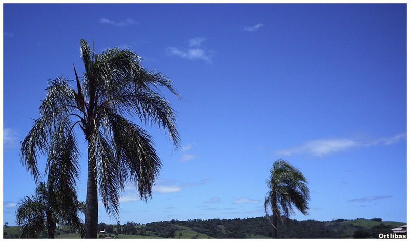 Palmen Foto & Bild | pflanzen, pilze & flechten, bäume, palmen Bilder ...