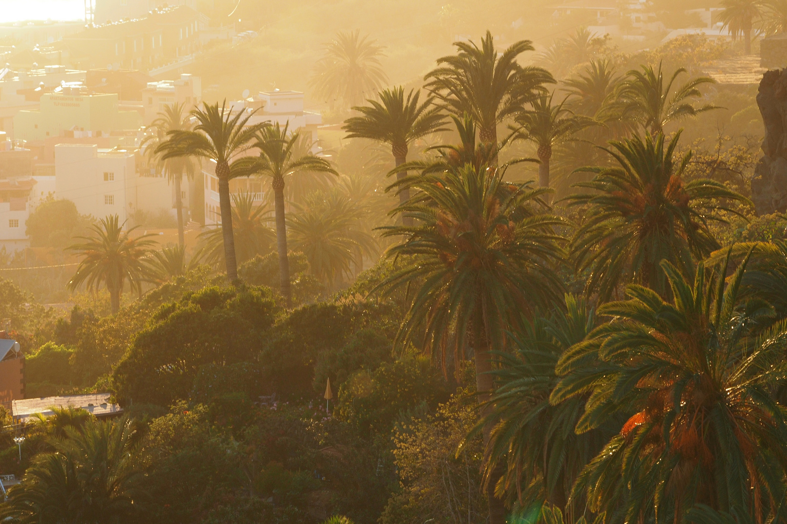 Palmen Foto & Bild | europe, canary islands die kanaren, spain Bilder ...