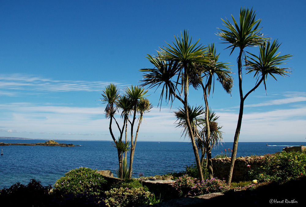 Palmen auf Mousehole / Cornwall Foto & Bild | europe, united kingdom ...