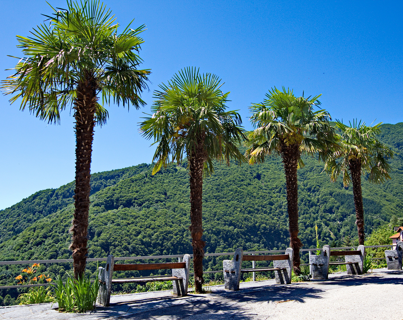 Palmen im Tessin Foto & Bild | europe, schweiz & liechtenstein, kt ...