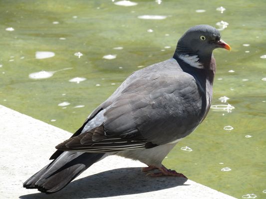 Aves Imágenes y fotos
