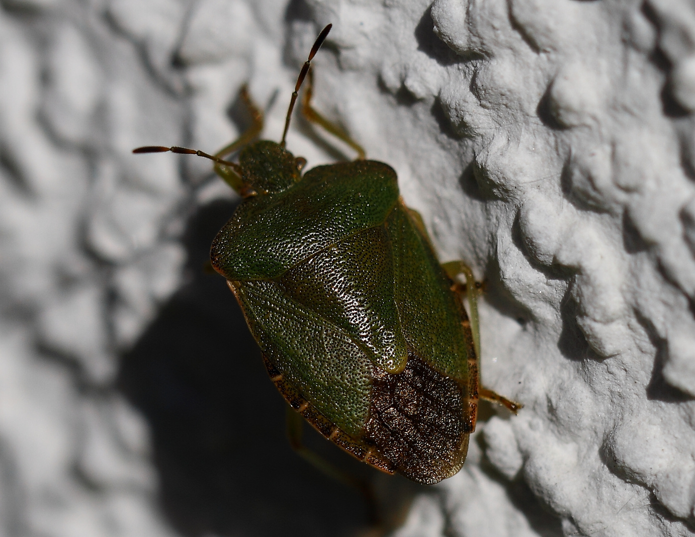 Palomena prasina - Grüne Stinkwanze Foto & Bild | tiere, wildlife ...