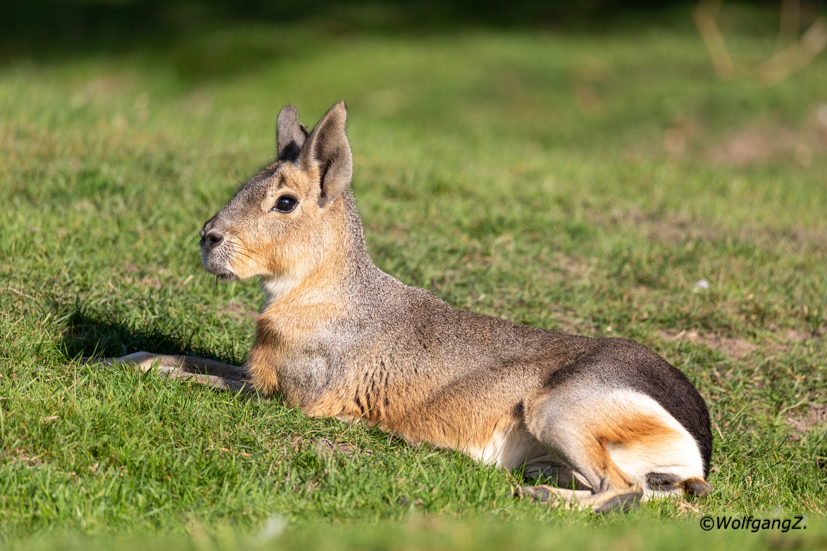 Pampashasen auch Maras Foto & Bild | tiere, zoo, wildpark & falknerei ...