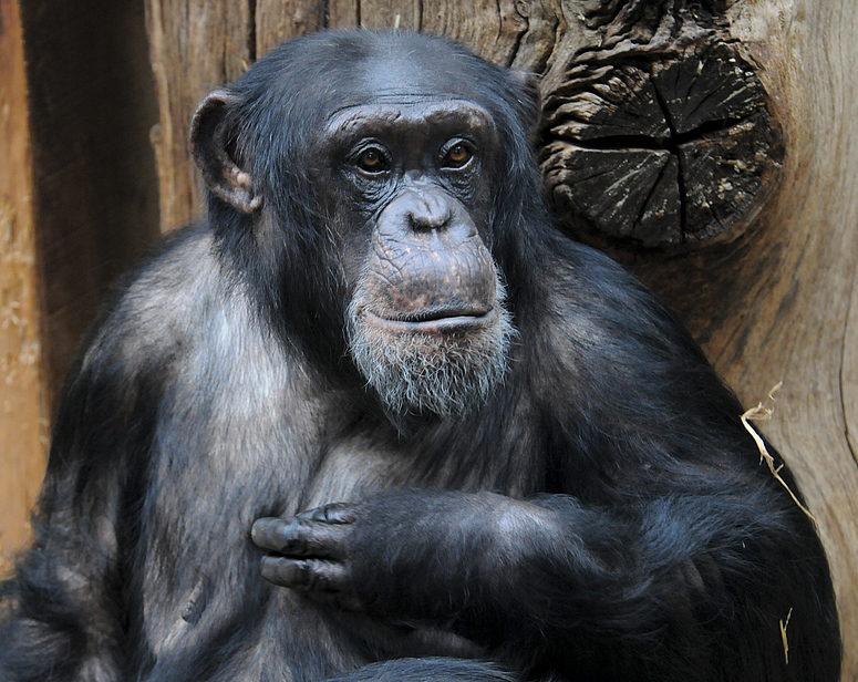 Pan Foto & Bild | tiere, zoo, wildpark & falknerei, säugetiere Bilder ...