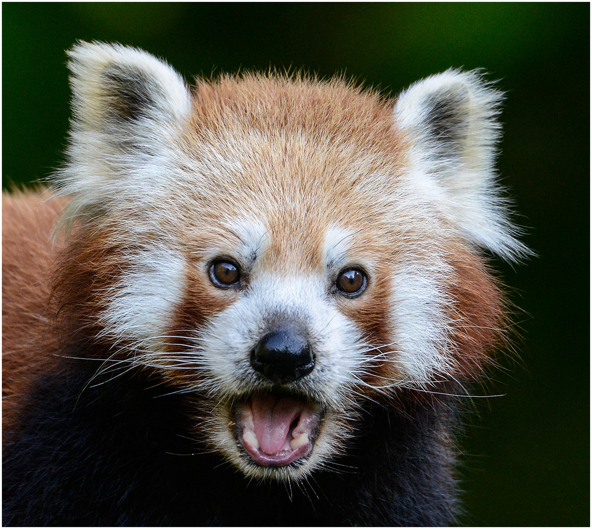 Panda Foto & Bild | fotos, natur, panda Bilder auf fotocommunity