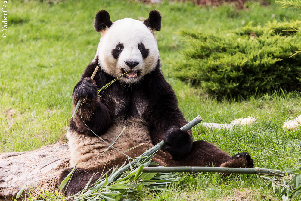 Panda géant photo et image | animaux, zoo et animaux en captivité ...