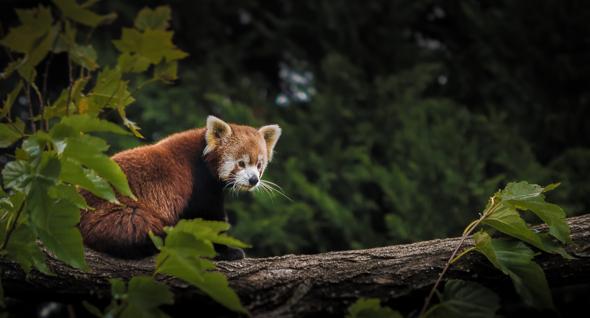 Panda Roux photo et image | animaux, zoo et animaux en captivité ...