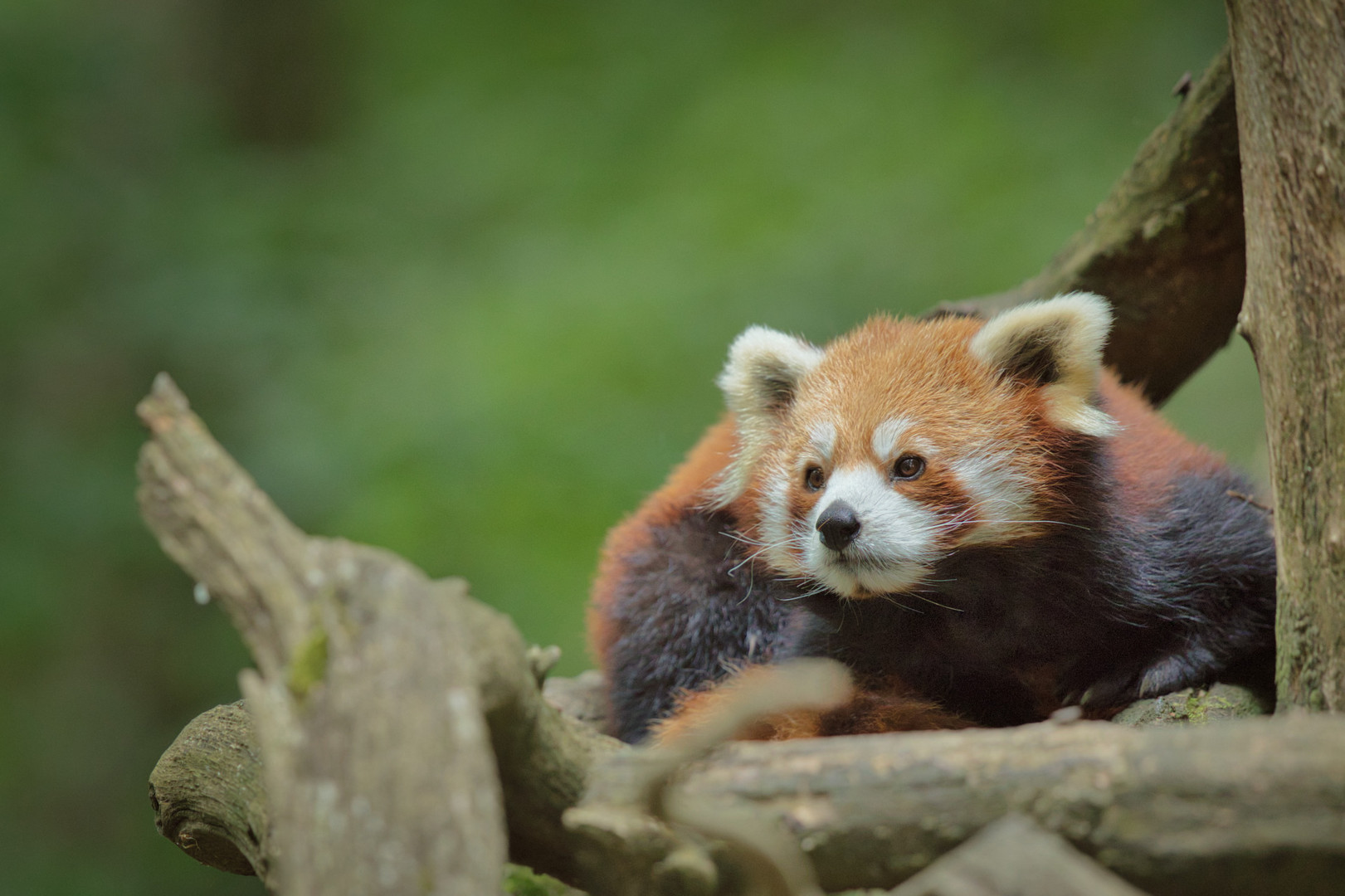 Panda roux 1 photo et image | nature, animaux, animaux en captivité ...