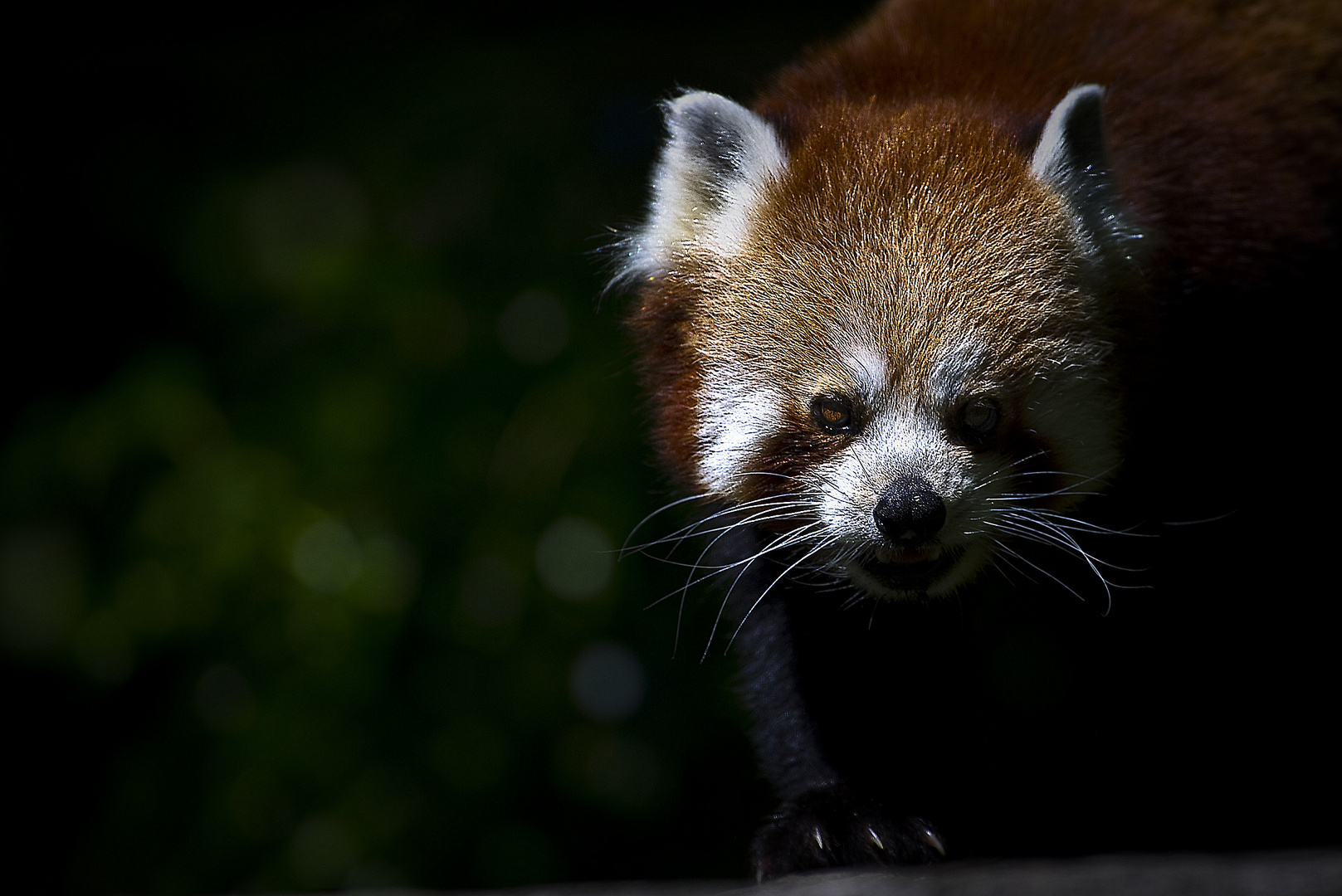 panda roux photo et image | animaux, nature Images fotocommunity
