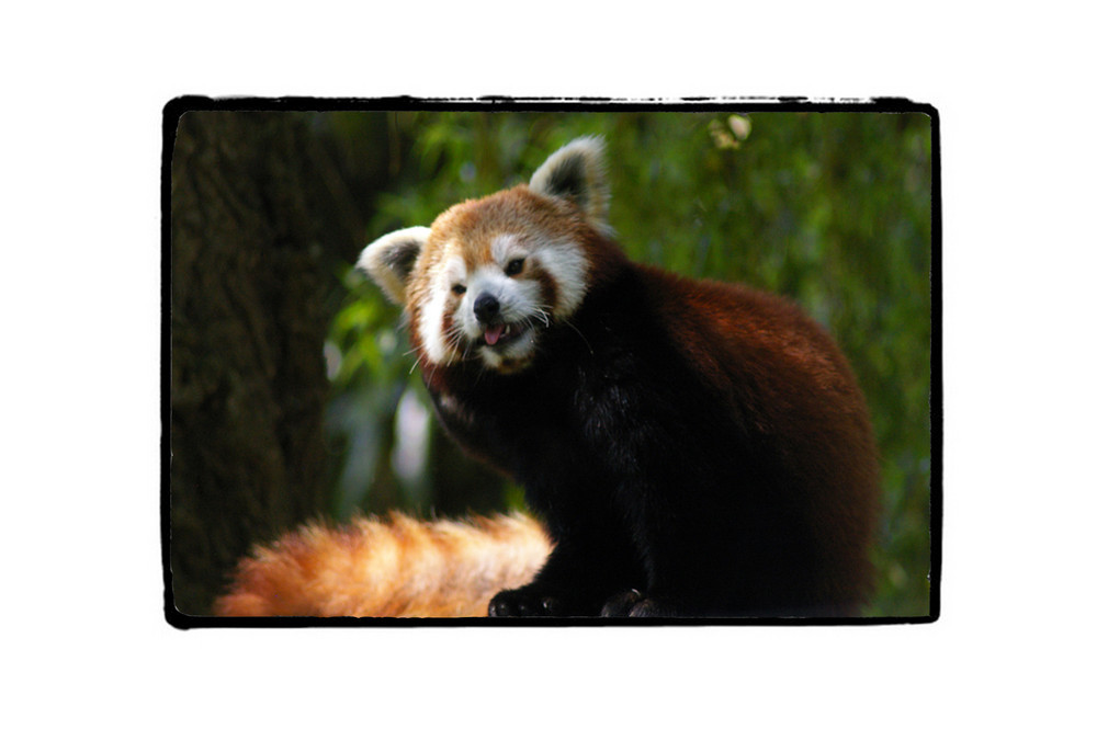 panda roux photo et image | animaux, animaux sauvages, bébettes Images ...