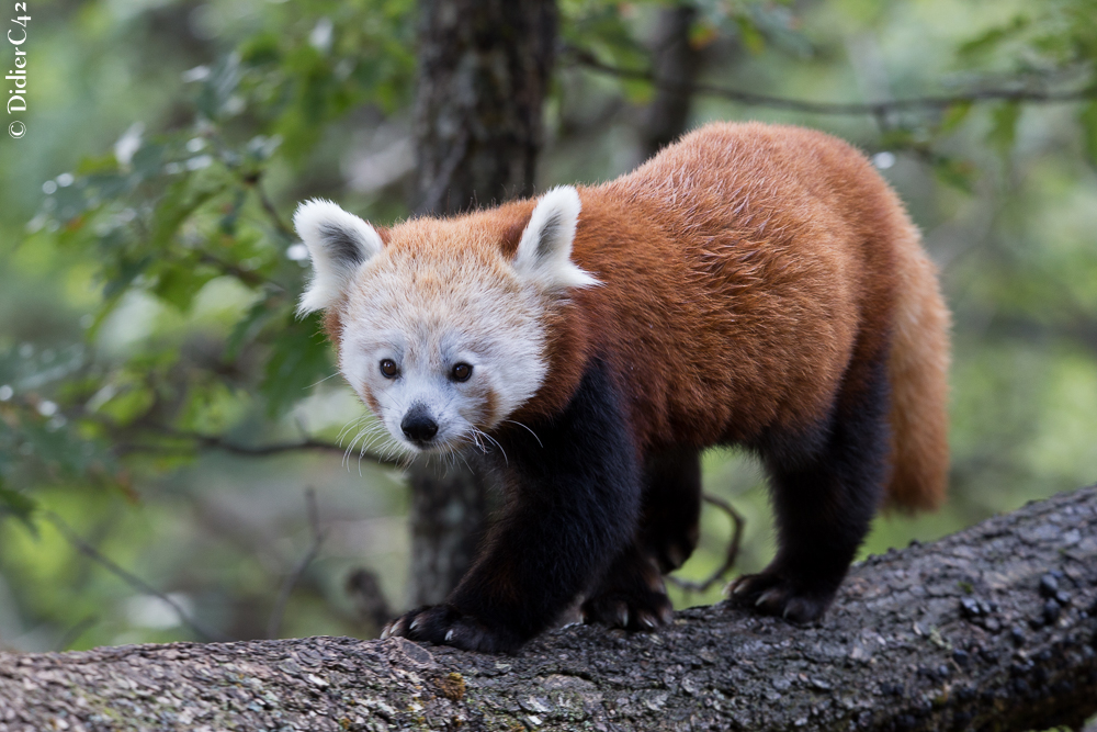 Panda roux photo et image | animaux, zoo et animaux en captivité ...