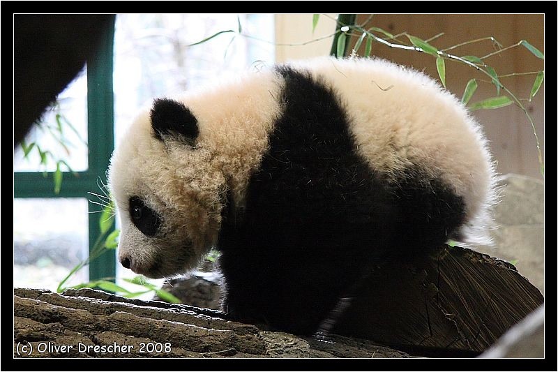 Pandabär "Fu Long" Foto & Bild | tiere, zoo, wildpark & falknerei ...