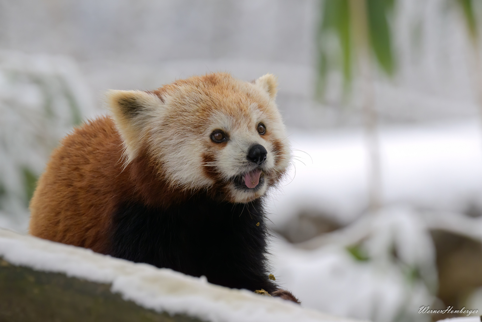 Pandabär im Schnee Foto & Bild | tiere, zoo, wildpark & falknerei, natur Bilder auf fotocommunity