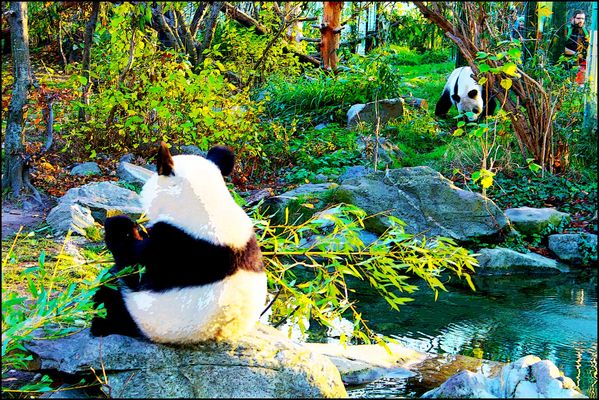 Bären Bilder & Fotos