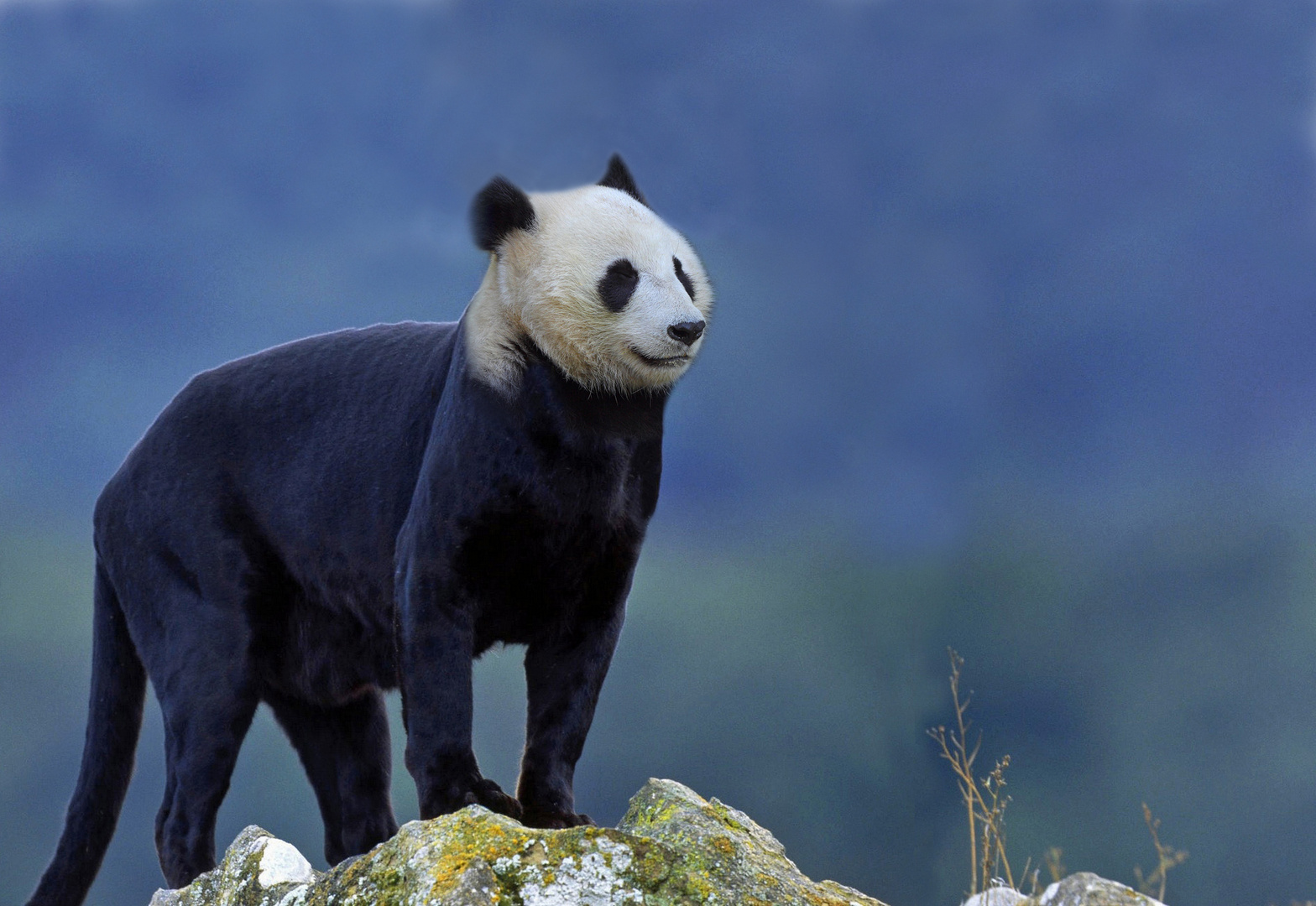 Pander Foto & Bild | fotomontage, surreal, verschiedenes Bilder auf ...