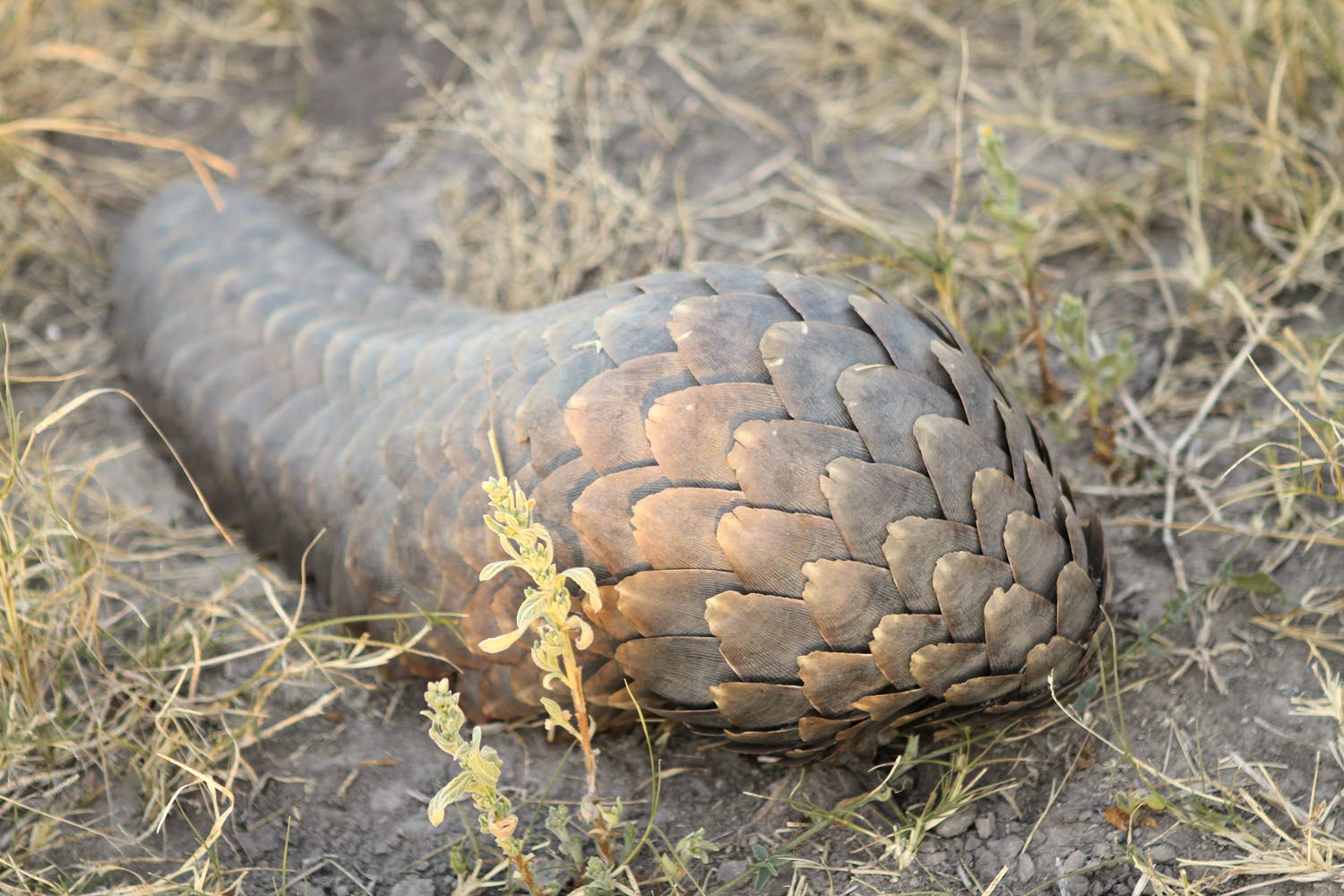 Pangolin Foto & Bild | tiere, wildlife, botswana Bilder auf fotocommunity