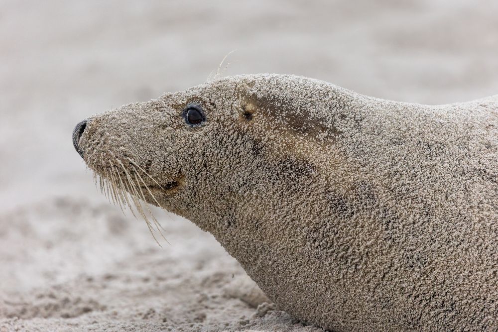 Panierte Robbe Foto & Bild | deutschland, europe, schleswig- holstein ...
