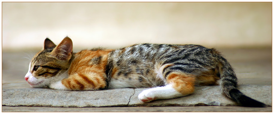 * panorama - cat * Foto & Bild | tiere, haustiere, katzen Bilder auf ...