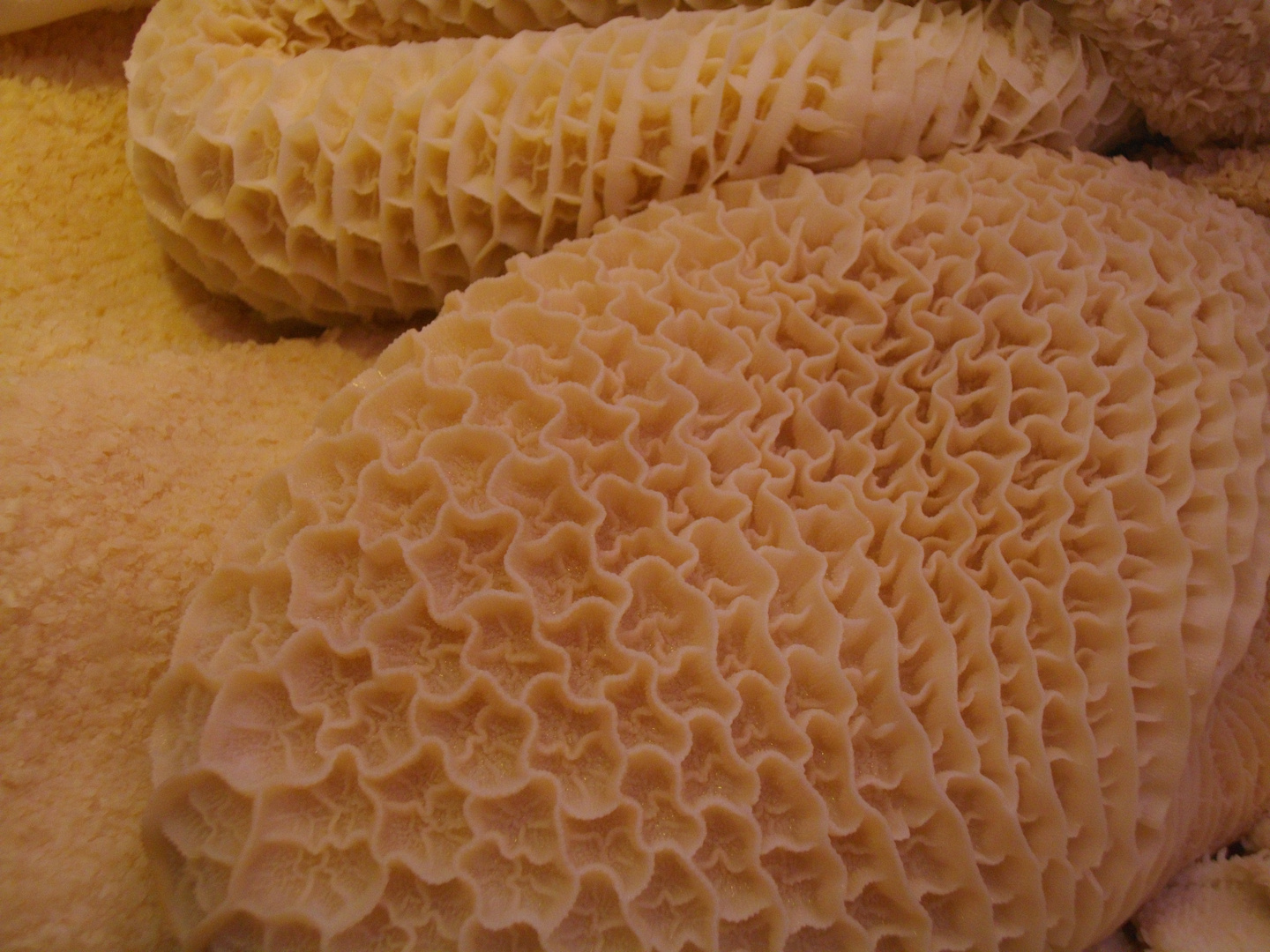 Pansen Foto & Bild | natur-kreativ, markt, barcelona Bilder auf ...