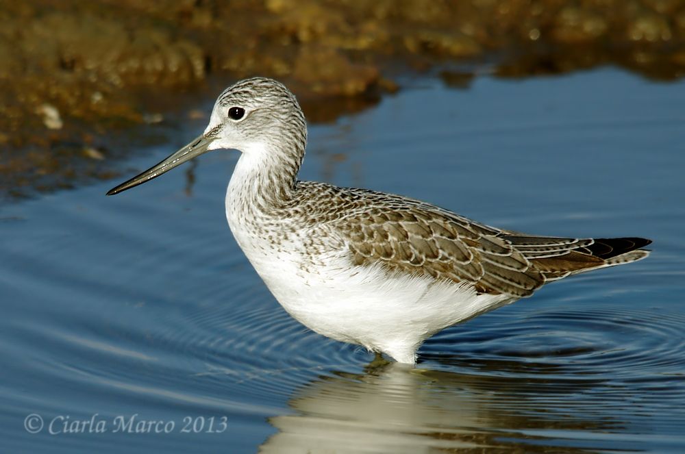 Pantana Foto % Immagini| animali, uccelli allo stato libero, animali ...
