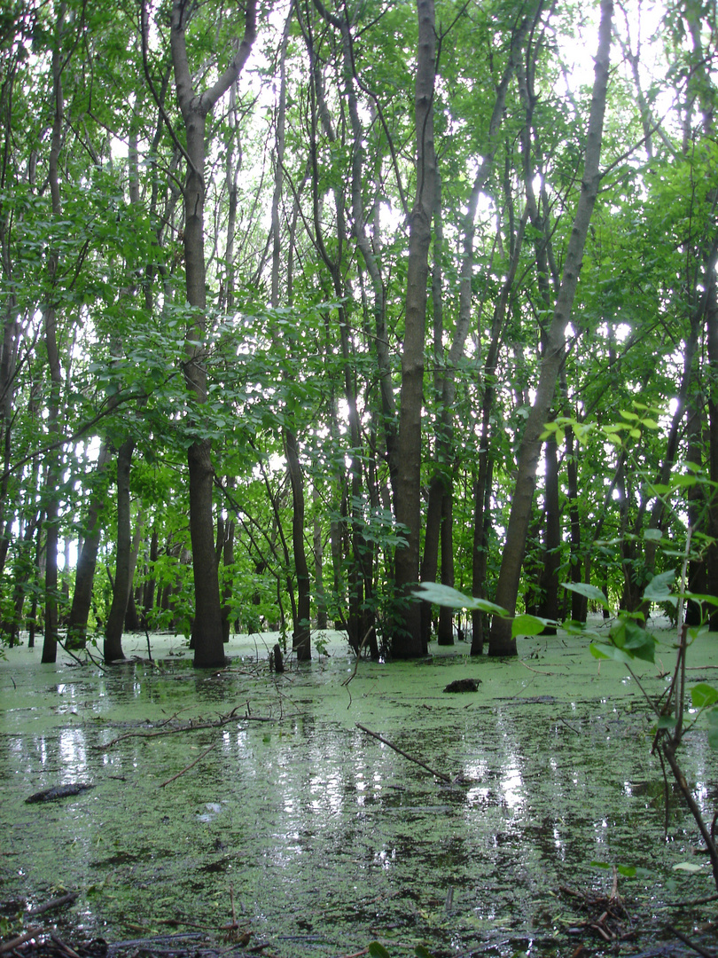 Pantano Imagen & Foto | naturaleza Fotos de fotocommunity