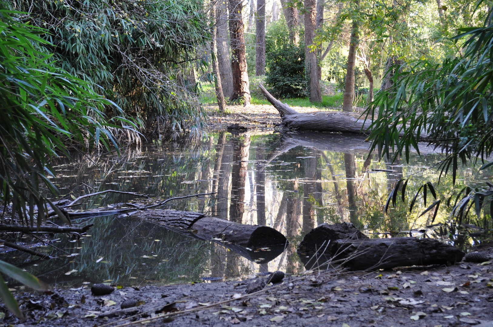 Pantano escondido Imagen & Foto | paisajes, bosques, naturaleza Fotos ...