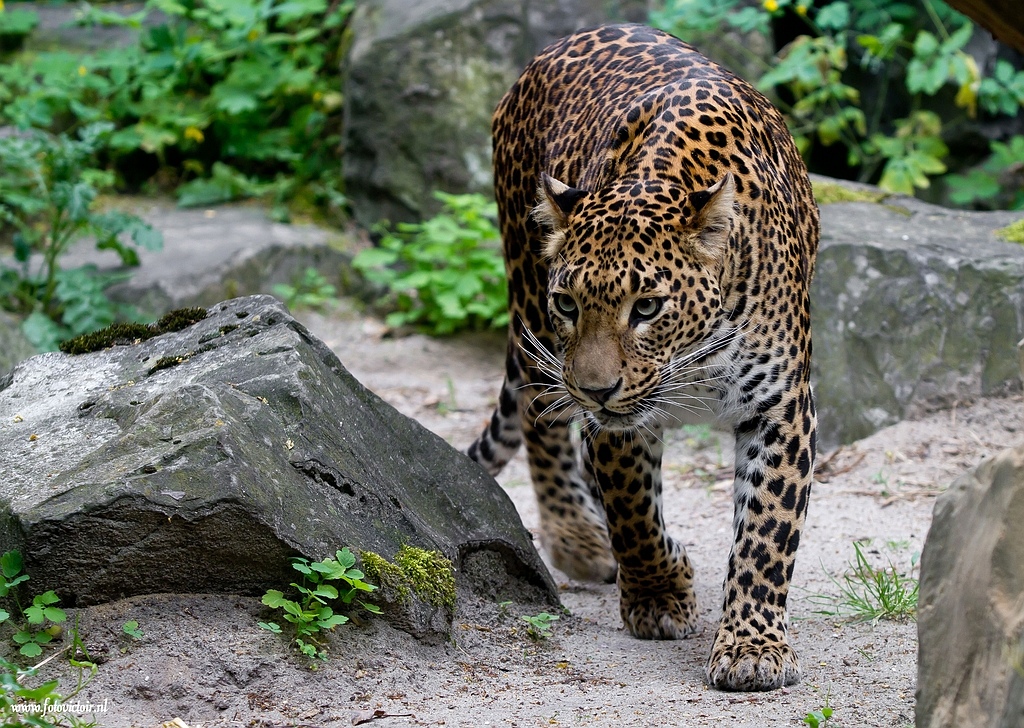 Panter www.fotovictoir.nl photo & image | animals, zoos, parks ...