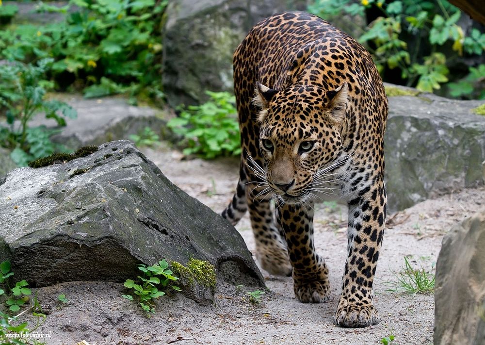 Panter www.fotovictoir.nl photo & image | animals, zoos, parks ...