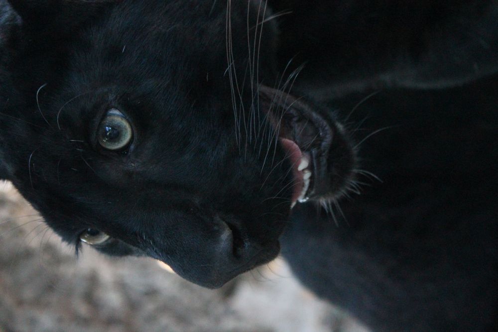 pantera Imagen & Foto | naturaleza Fotos de fotocommunity