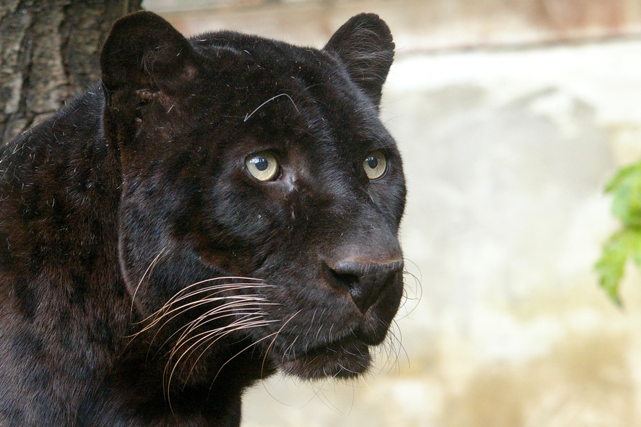 Panther Foto & Bild | tiere, zoo, wildpark & falknerei, säugetiere ...