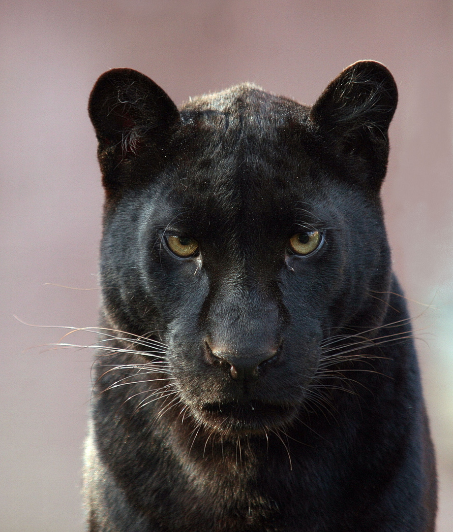 Panther-Lady Foto & Bild | tiere, zoo, wildpark & falknerei, säugetiere ...