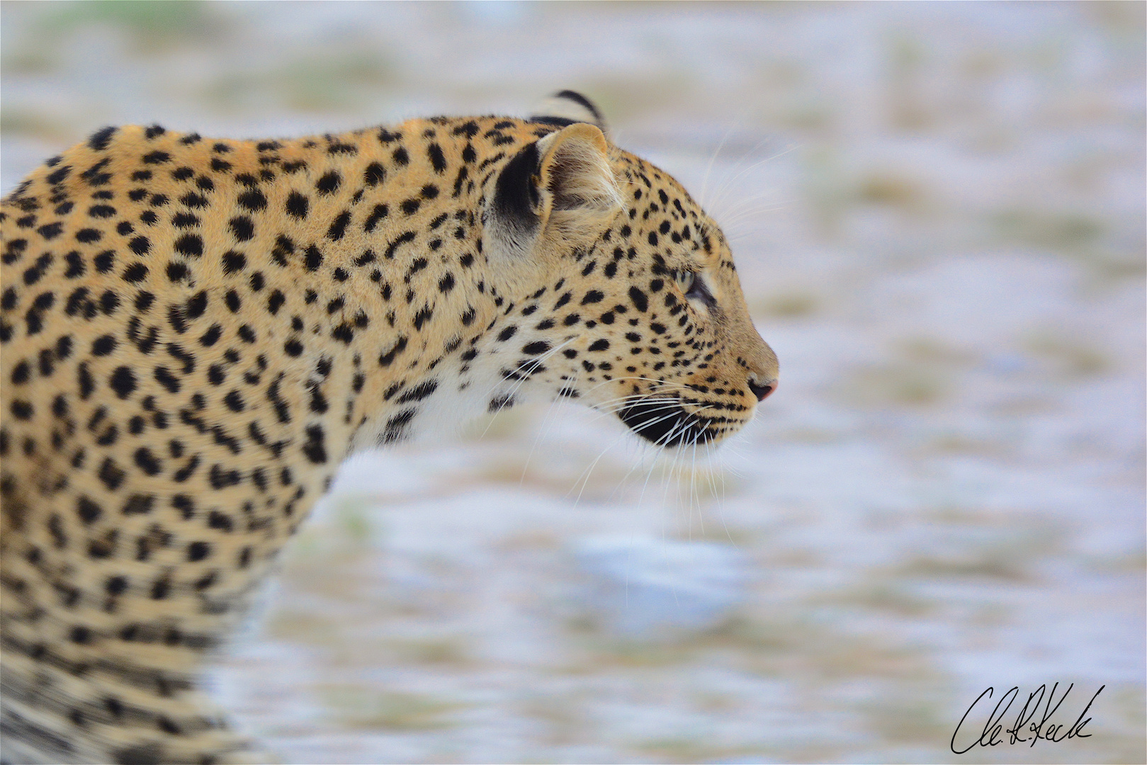 Panthera pardus Foto & Bild | tiere, wildlife, säugetiere Bilder auf ...