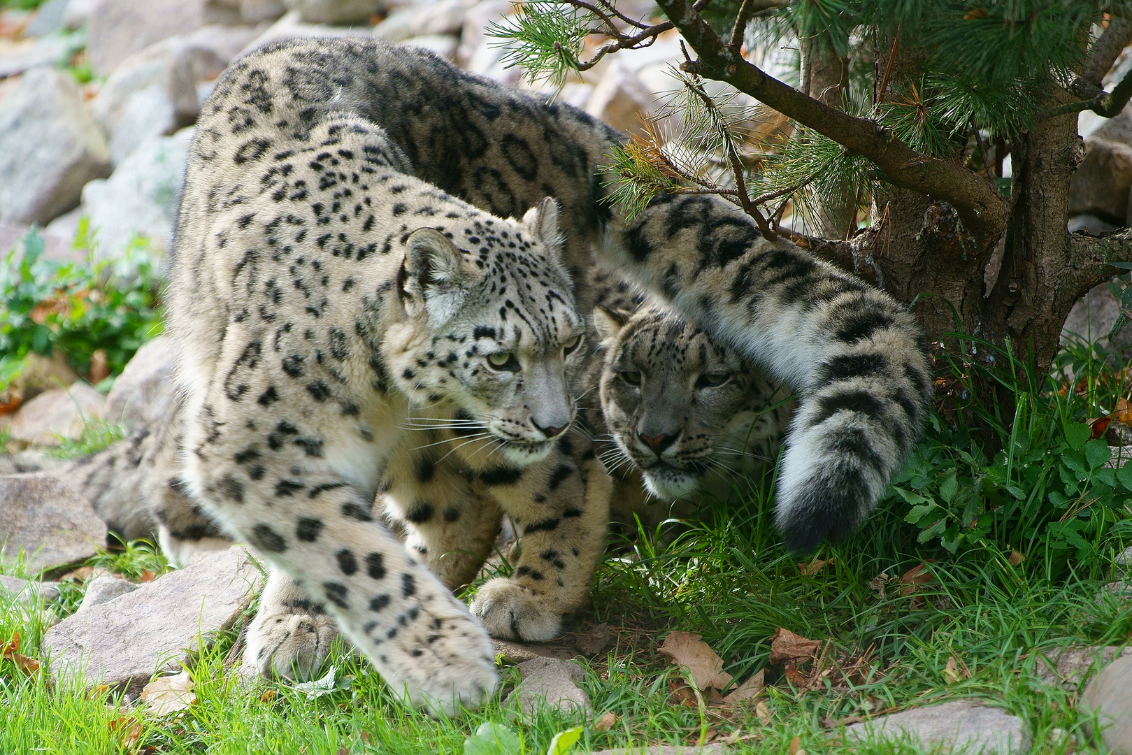 Panthera uncia - Schneeleopard, Irbis Foto & Bild | tiere, zoo, wildpark & falknerei, säugetiere ...