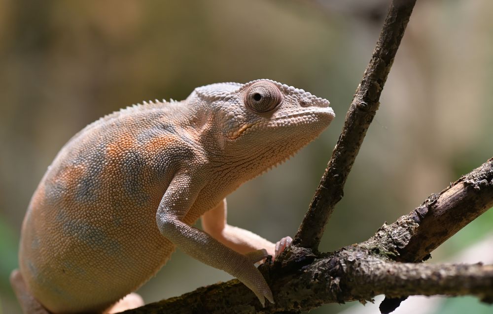 Pantherchamäleon... Foto & Bild | tiere, zoo, wildpark & falknerei ...