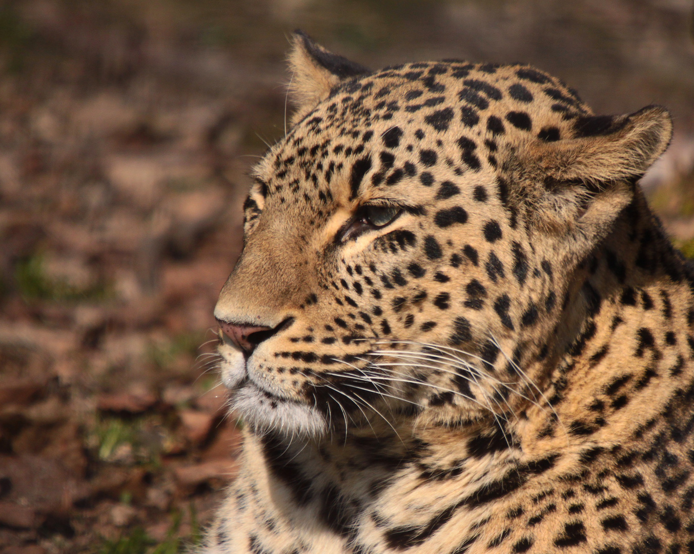 Panthere d'Afrique photo et image | animaux, zoo et animaux en ...