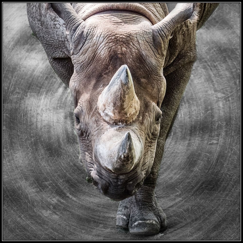 Panzer Foto & Bild | tiere, tierdetails, zoo Bilder auf fotocommunity