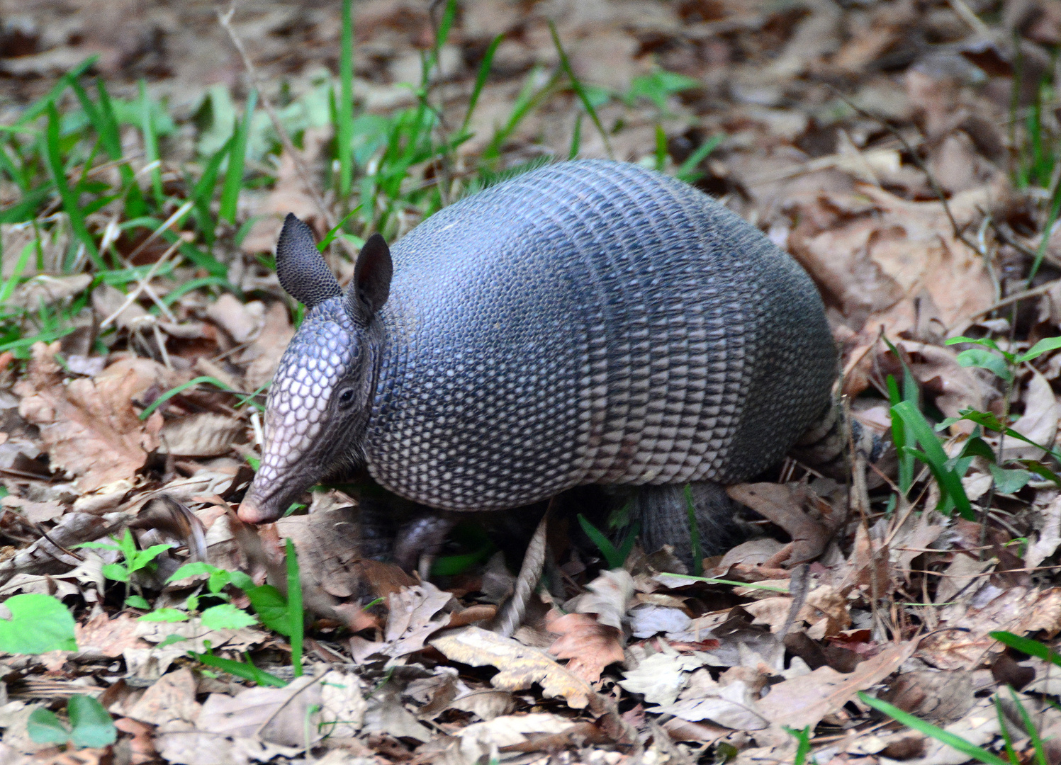 Panzer im Wald Foto & Bild | tiere, wildlife, wildlife: sonstige tiere ...