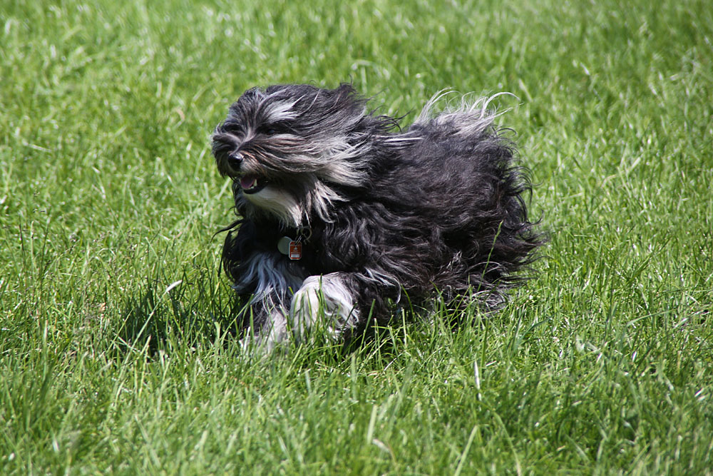 Panzerknacker Foto & Bild | tiere, haustiere, hunde Bilder auf ...