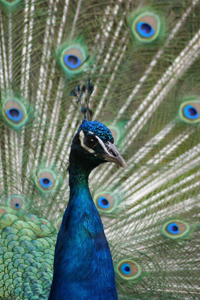 Paon 2 photo et image | animaux, animaux sauvages, au zoo Images ...