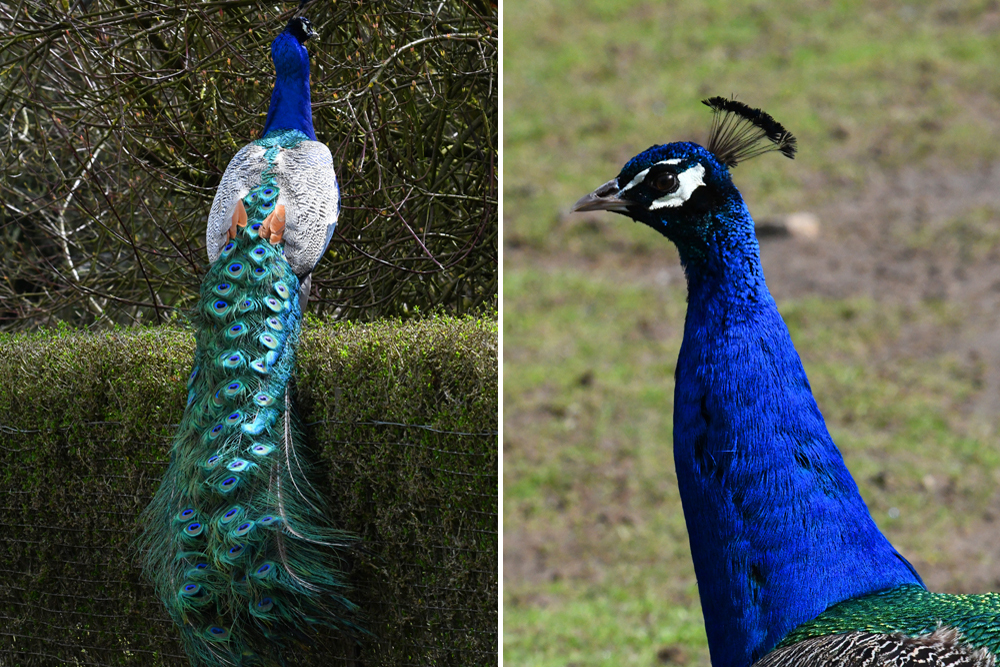 Paon photo et image | animaux, animaux sauvages, oiseaux Images ...