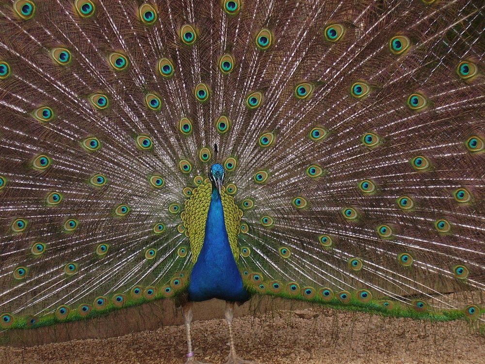 paon photo et image | animaux, animaux domestiques, basse-cour et ...