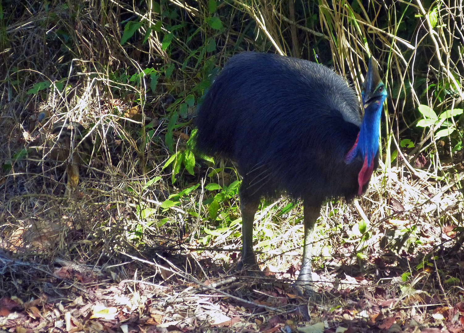 Papa Kasuar mit Nachwuchs Foto & Bild | tiere, wildlife, wild lebende ...