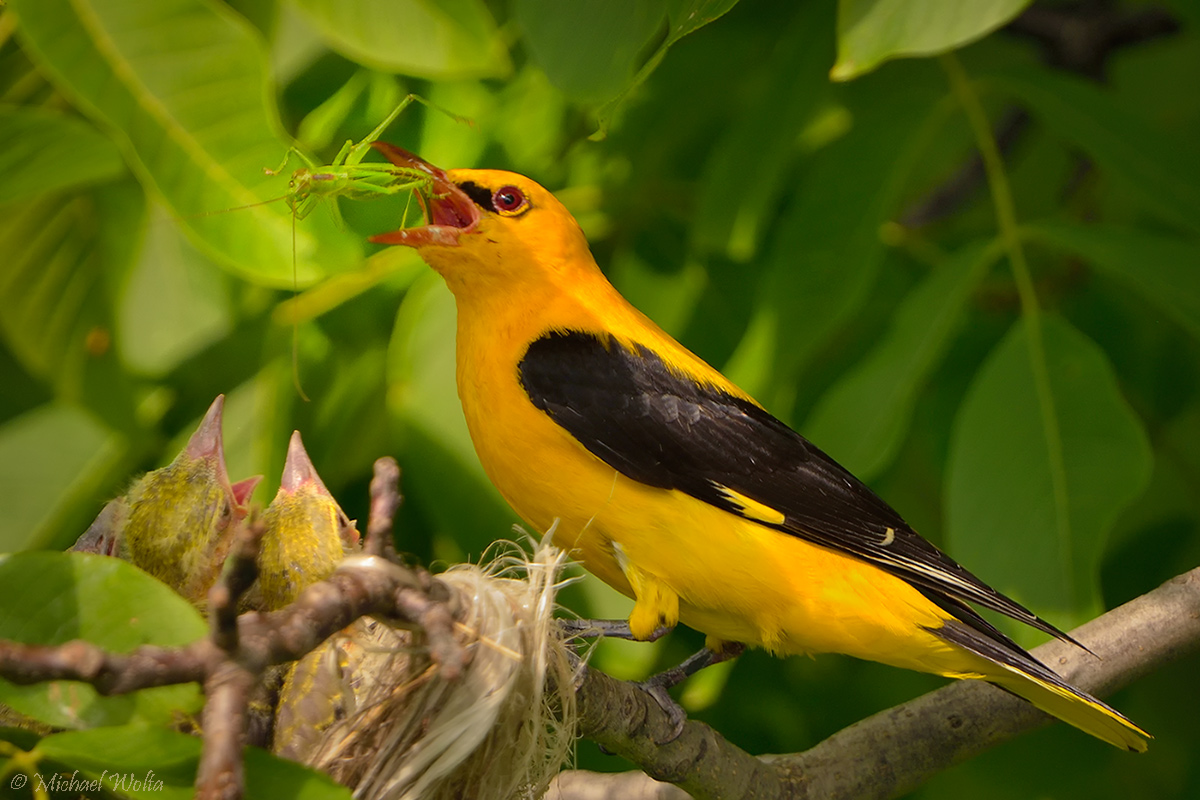 Papa Pirol Foto & Bild | tiere, wildlife, wild lebende vögel Bilder auf ...