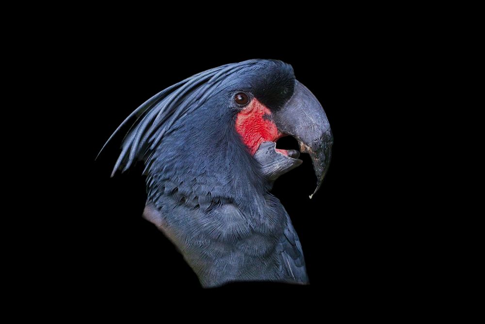 Papagai Foto & Bild | tiere, wildlife, wild lebende vögel Bilder auf ...