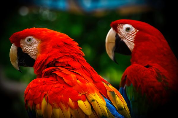 Papageien Bilder & Fotos