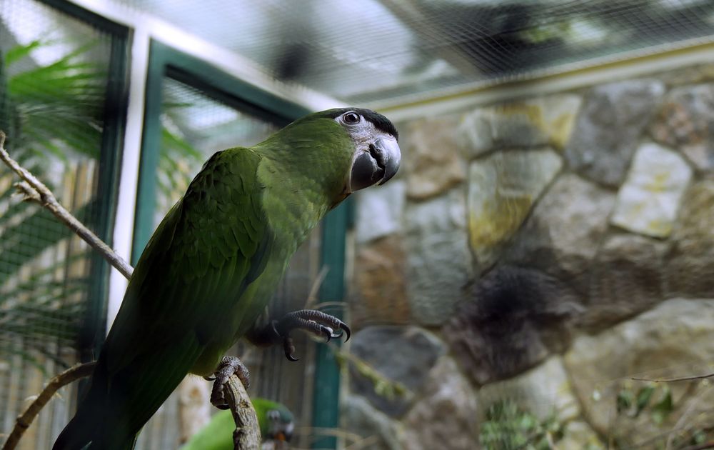 Papagei 1 Foto & Bild | tiere, zoo, wildpark & falknerei, vögel Bilder ...