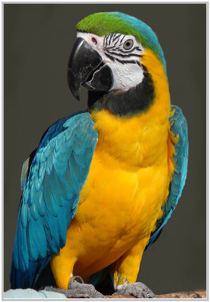 Papagei 2 Foto & Bild | tiere, zoo, wildpark & falknerei, vögel Bilder ...