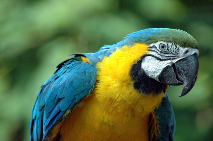 Papagei Foto & Bild | tiere, zoo, wildpark & falknerei, vögel Bilder ...