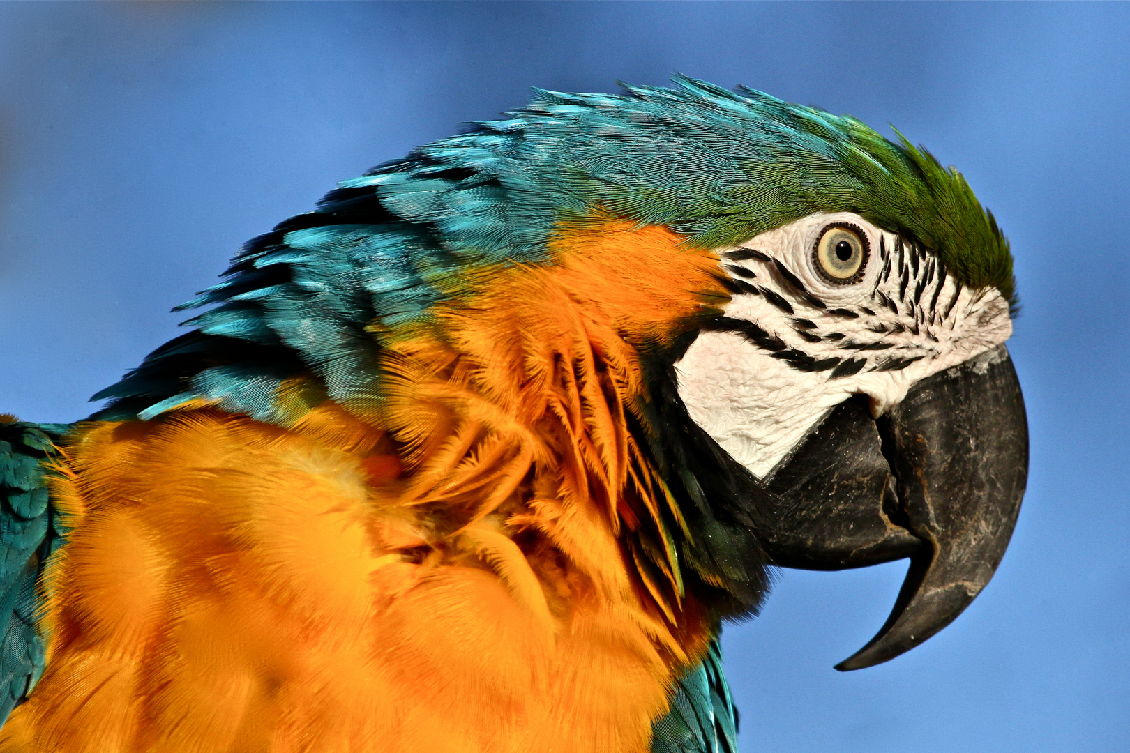 Papagei Foto & Bild | tiere, zoo, wildpark & falknerei, vögel Bilder ...